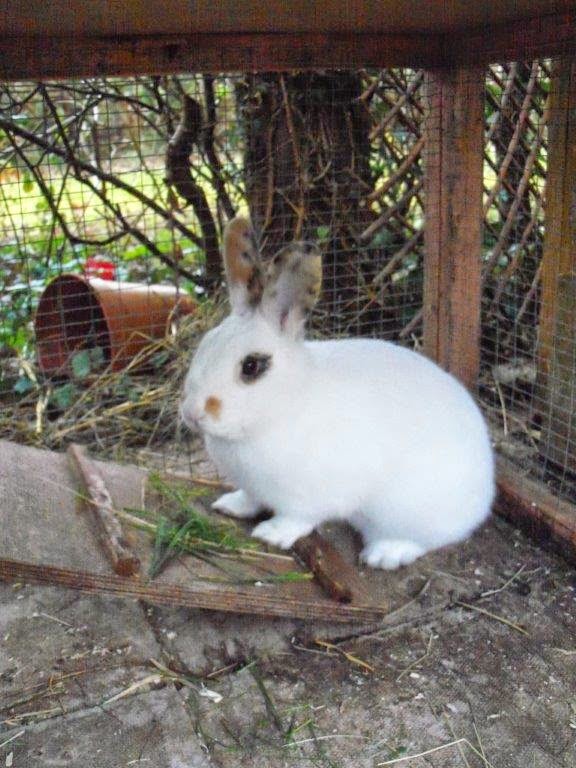 Sarah's Book Reviews: Blog Tour - Undead Pets by Sam Hay