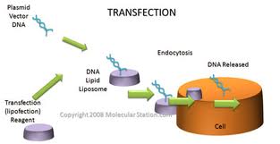 elguerrerodetamacuaro