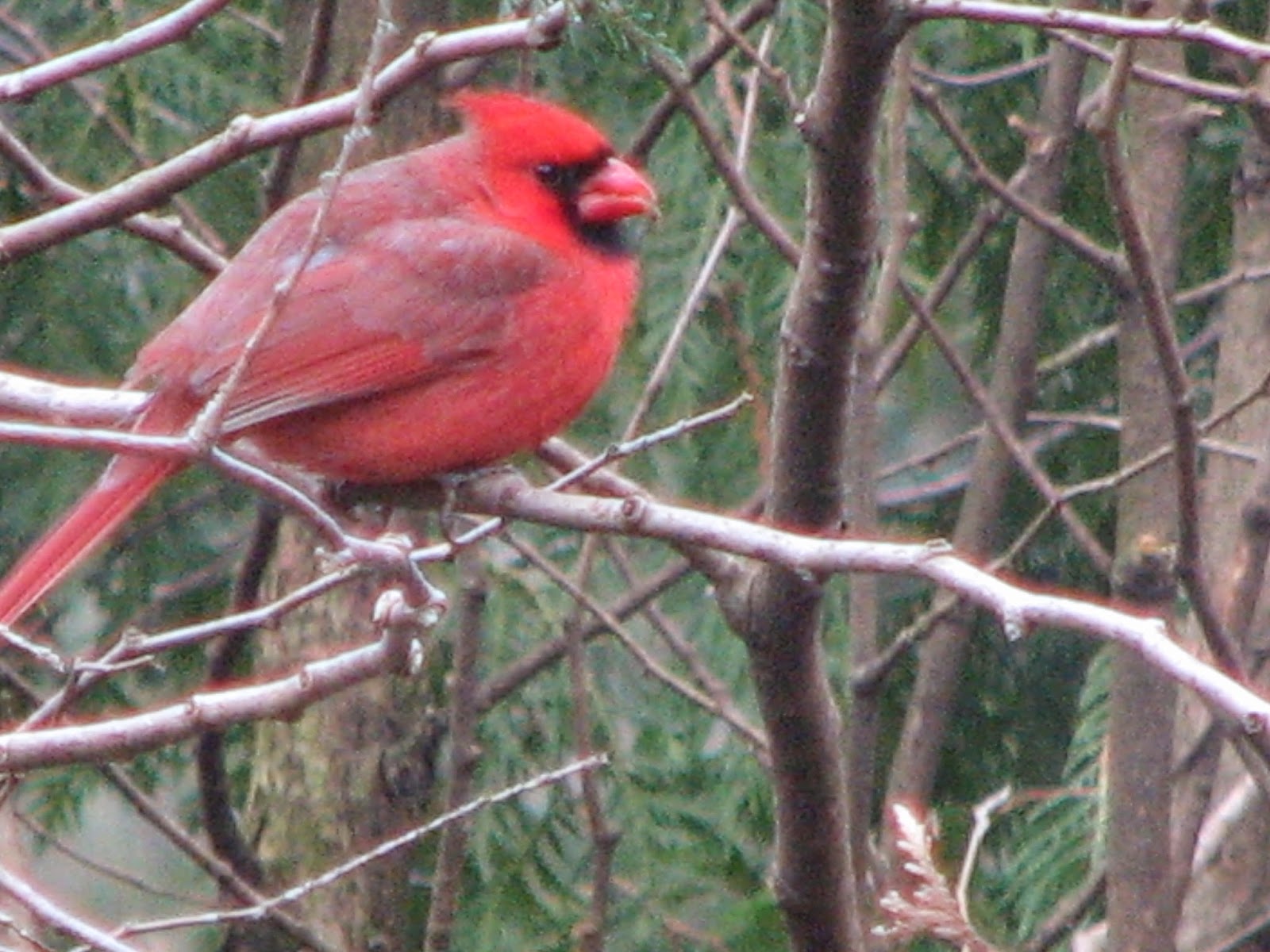 South Burlington birds: National Bird Day-Jan backyard bird photos ...
