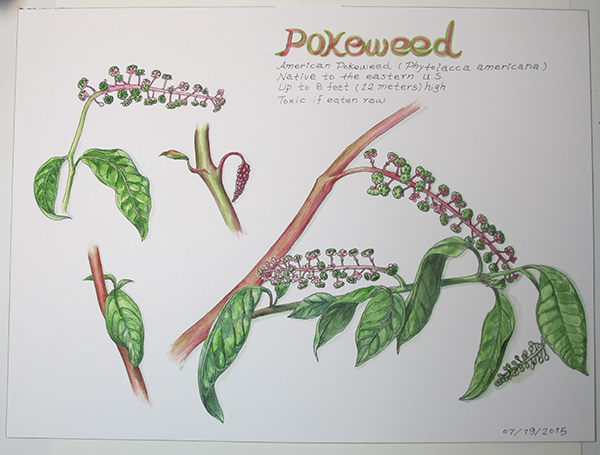The Backyard Botanist: Pokeweed: Watercolor Sketch