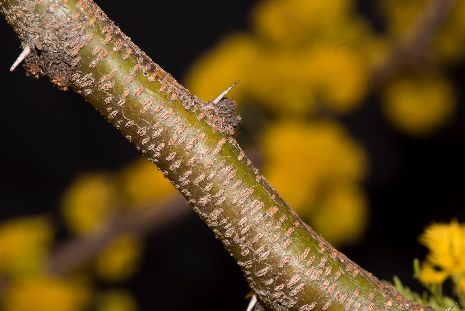 FOTOGRAFIAS DE LA FLORA AUTOCTONA DEL URUGUAY: ESPINILLO