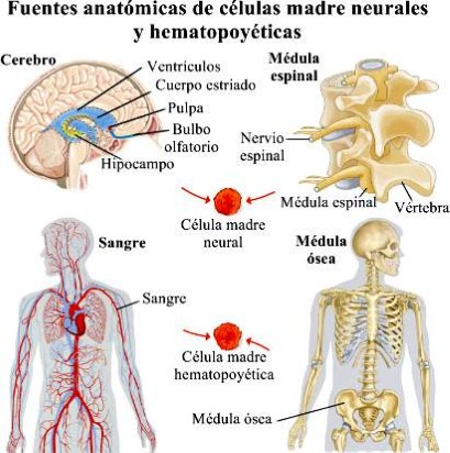 Biología del desarrollo, diferenciación y crecimiento celular