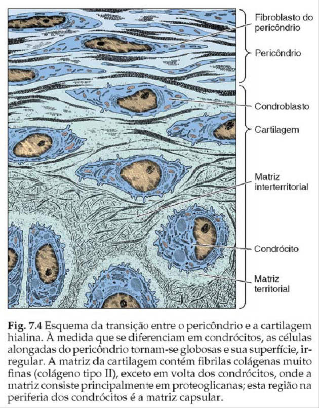 Patologias Humanas : Tecido Cartilaginoso