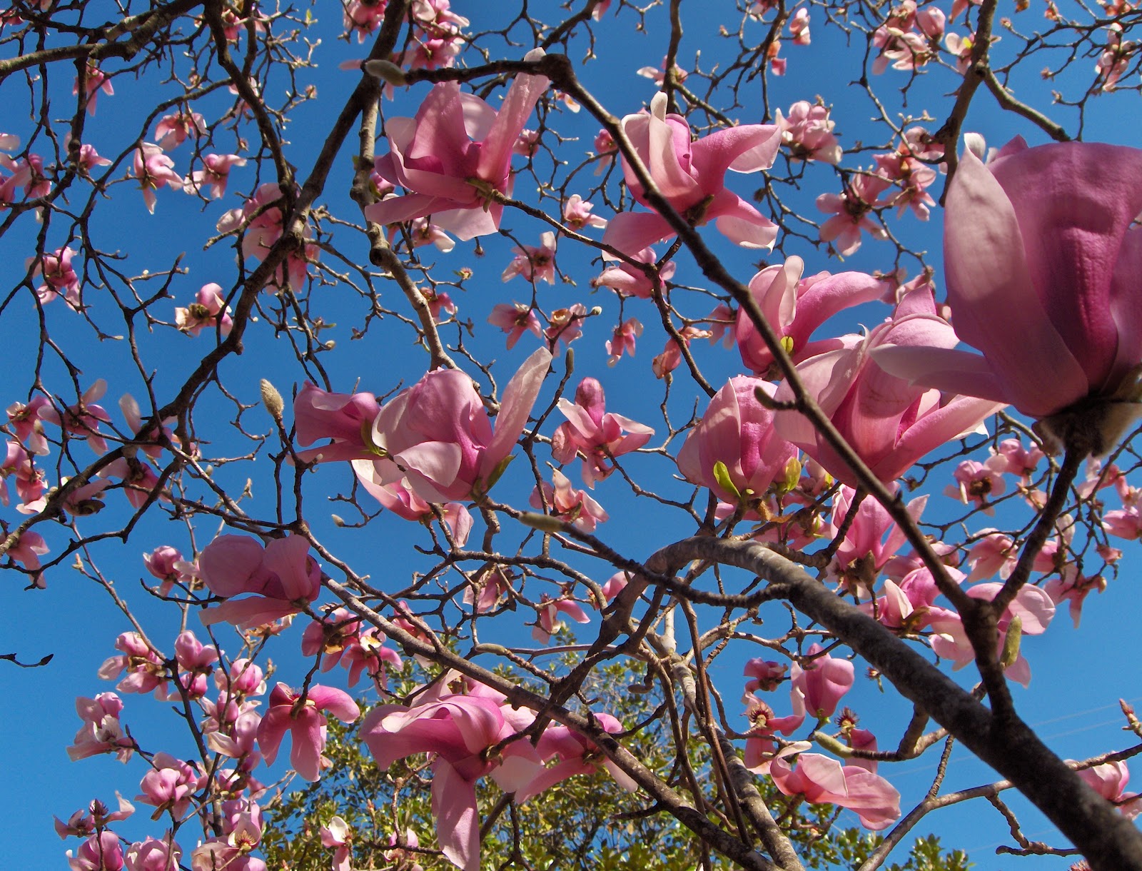 Garden Musings from Memphis Area Master Gardeners: Saucer Magnolia
