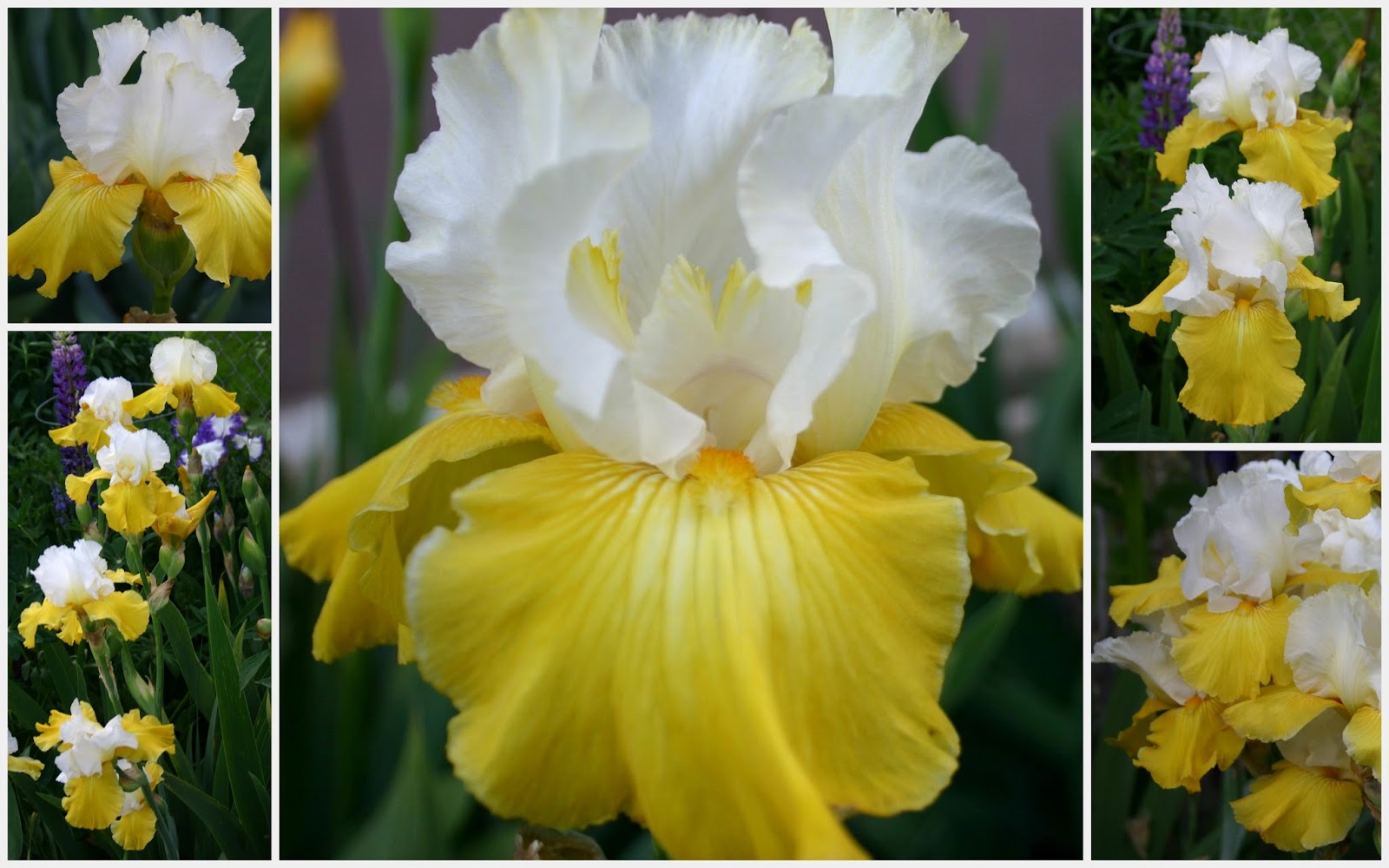 TALL BEARDED IRISES - 2013 BLOOMS - Sowing the Seeds