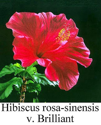 3 IDENTITI KEBANGSAAN NEGARA MALAYSIA: BUNGA KEBANGSAAN MALAYSIA