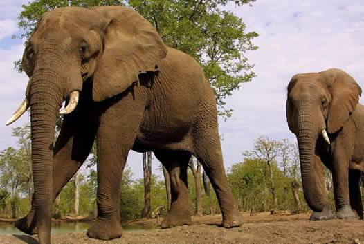 Ciencias Naturales CEUJA 2015: CORTEJO ANIMAL