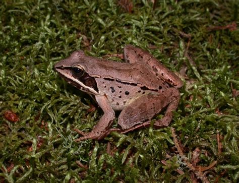 Earth and Space News: North American Wood Frog Habitats Are Also North ...
