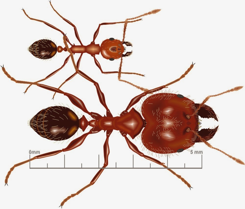 - Ants of Southern Africa -: Ants up to about 5 mm long