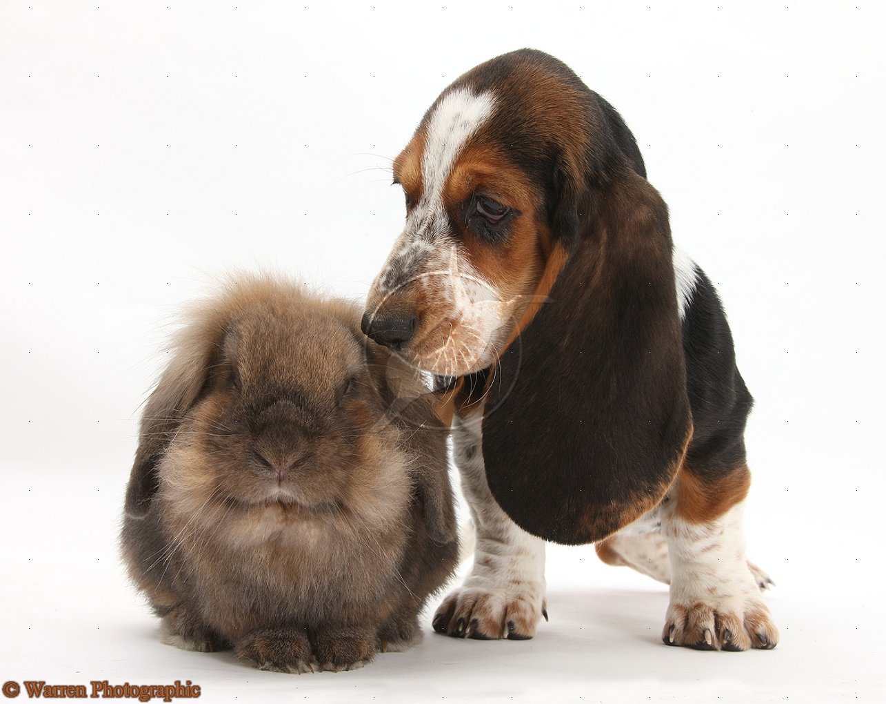 Basset Hound,Beagle,BIchon Frise | Σκύλοι VS Γάτες