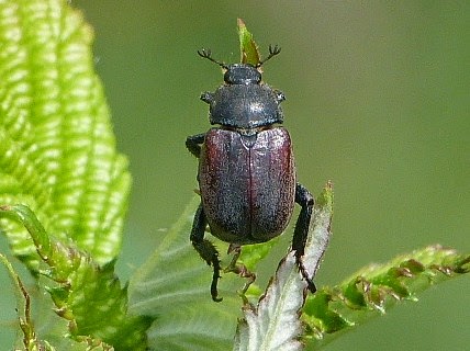 Valley Naturalist: Welsh Chafer