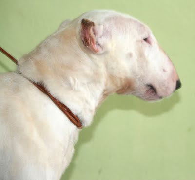 PPP en adopcion: BUTI. BULL TERRIER.