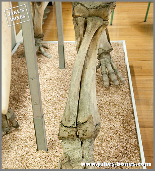 Looking closely at an Indian elephant skeleton : Jake's Bones