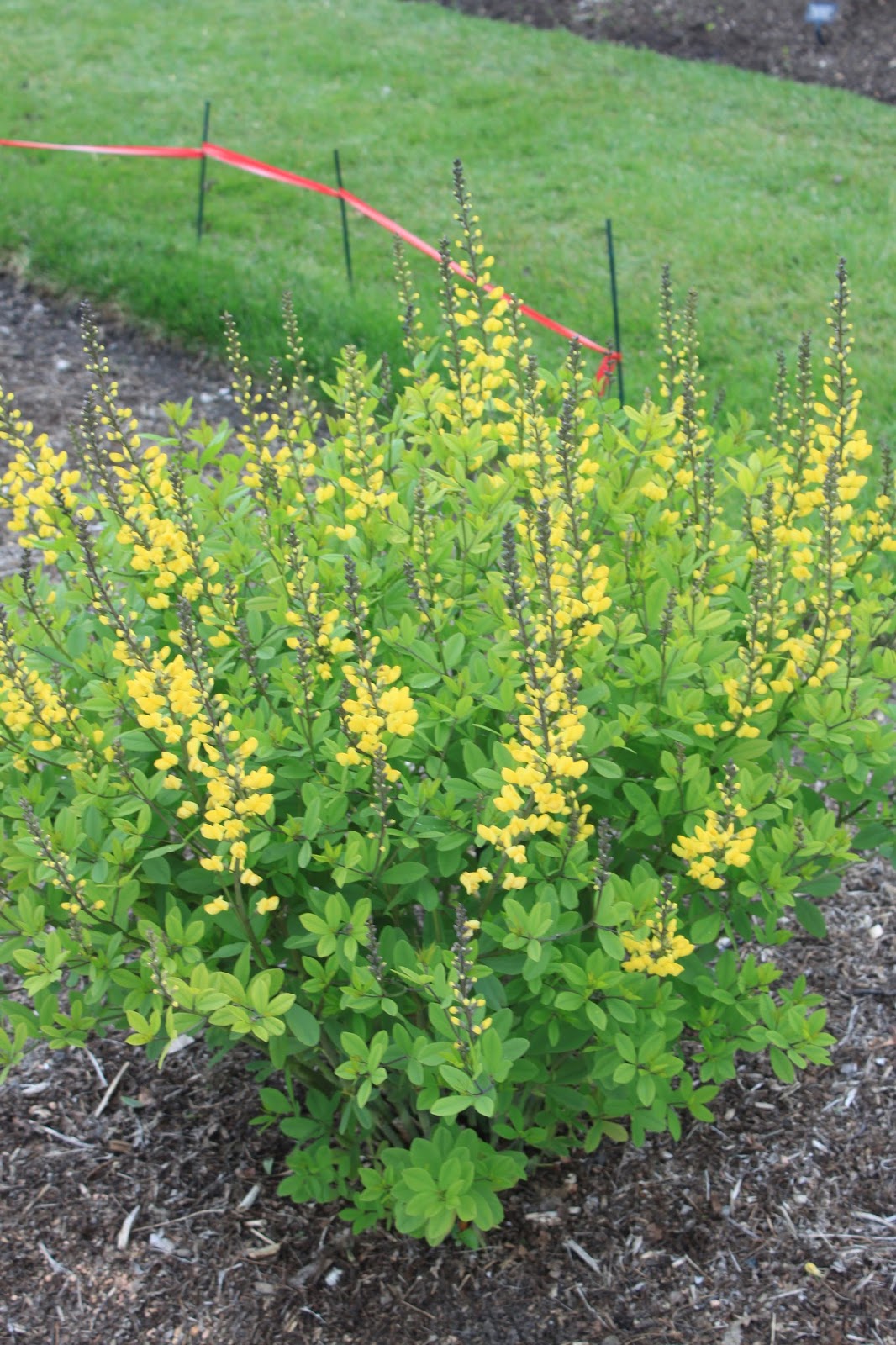 Confessions Of A Plant Geek: Baptisia - False Indigo
