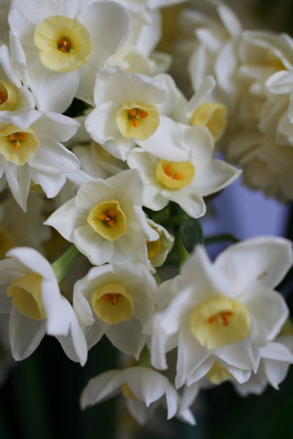 Lilyfield Life: Fresh Flowers - Spring is almost here