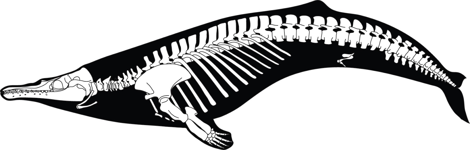 The Coastal Paleontologist: The last decade of Marine vertebrate ...
