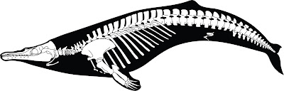 The Coastal Paleontologist: The last decade of Marine vertebrate ...