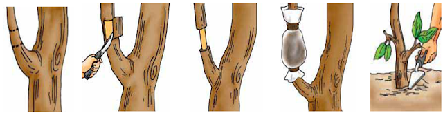 CARA MENCANGKOK, KEUNTUNGAN DAN KERUGIANNYA - asa generasiku