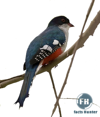 Bird's Lifestyle: Cuban Trogon or Tocororo - National Bird of Cuba