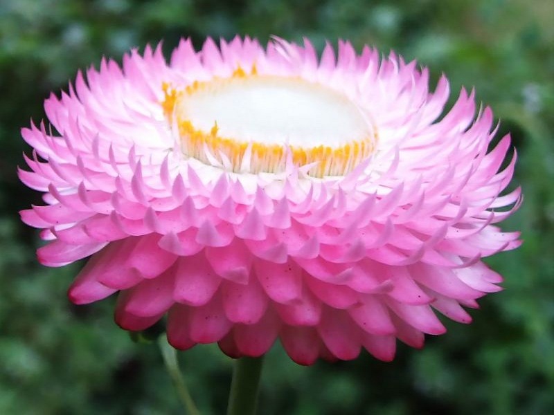 Fetch Free Wallpapers: Flower Wallpaper Pack 2 (800x600)