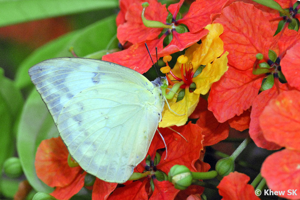Butterflies of Singapore: Assorted Nectaring Plants