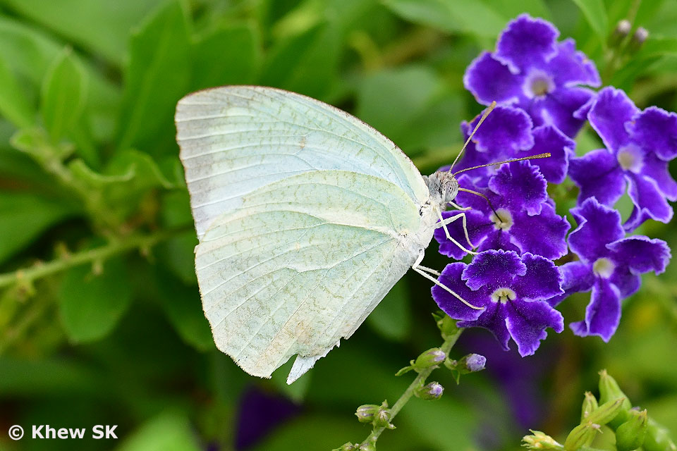 Butterflies of Singapore: Favourite Nectaring Plants #14