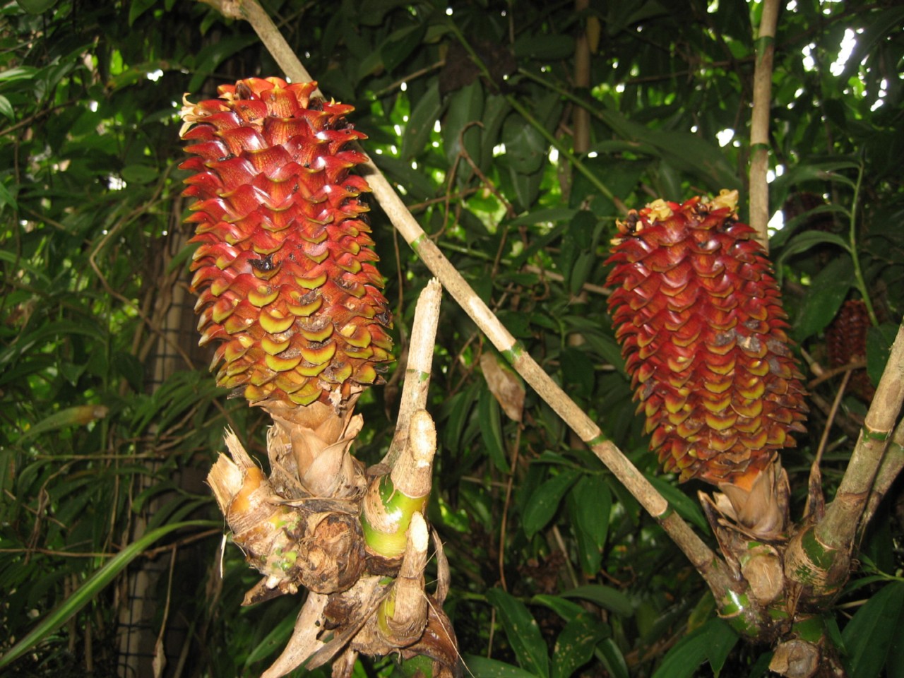 The Tropical Garden Of The RETREAT: Costaceae Tapeninochilos ...