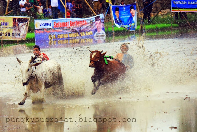 Pacu Jawi, Balapan Sapi ala Minangkabau ~ PhotoSeeker