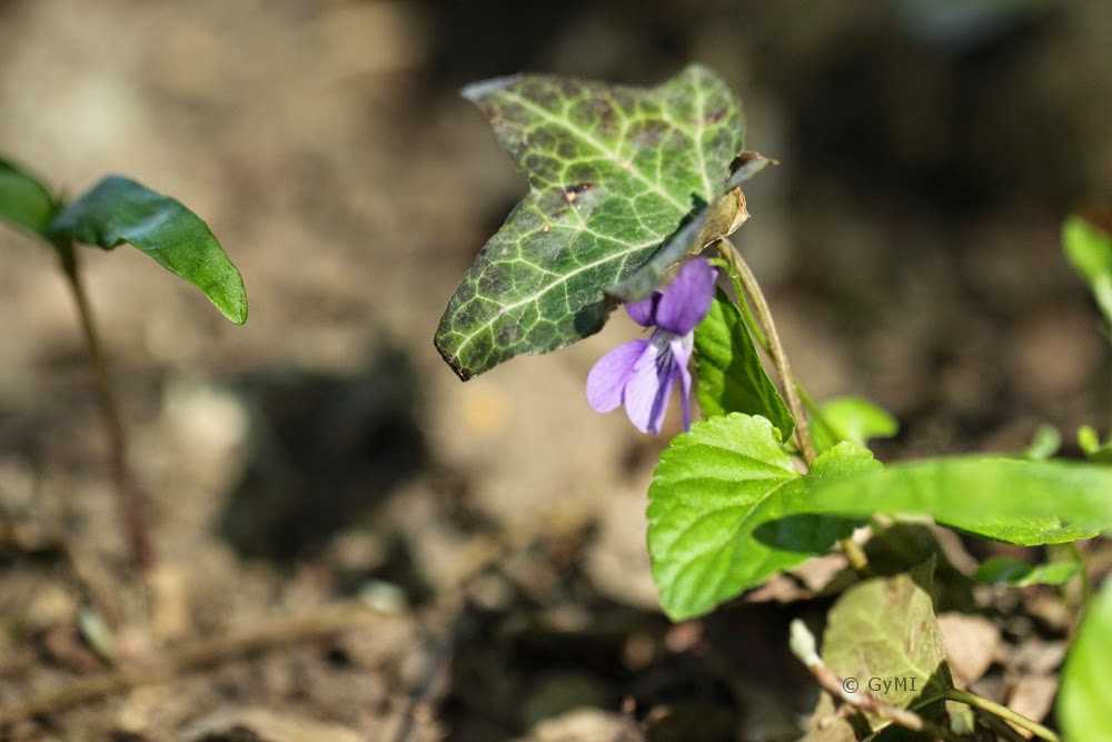 Toporași de pădure