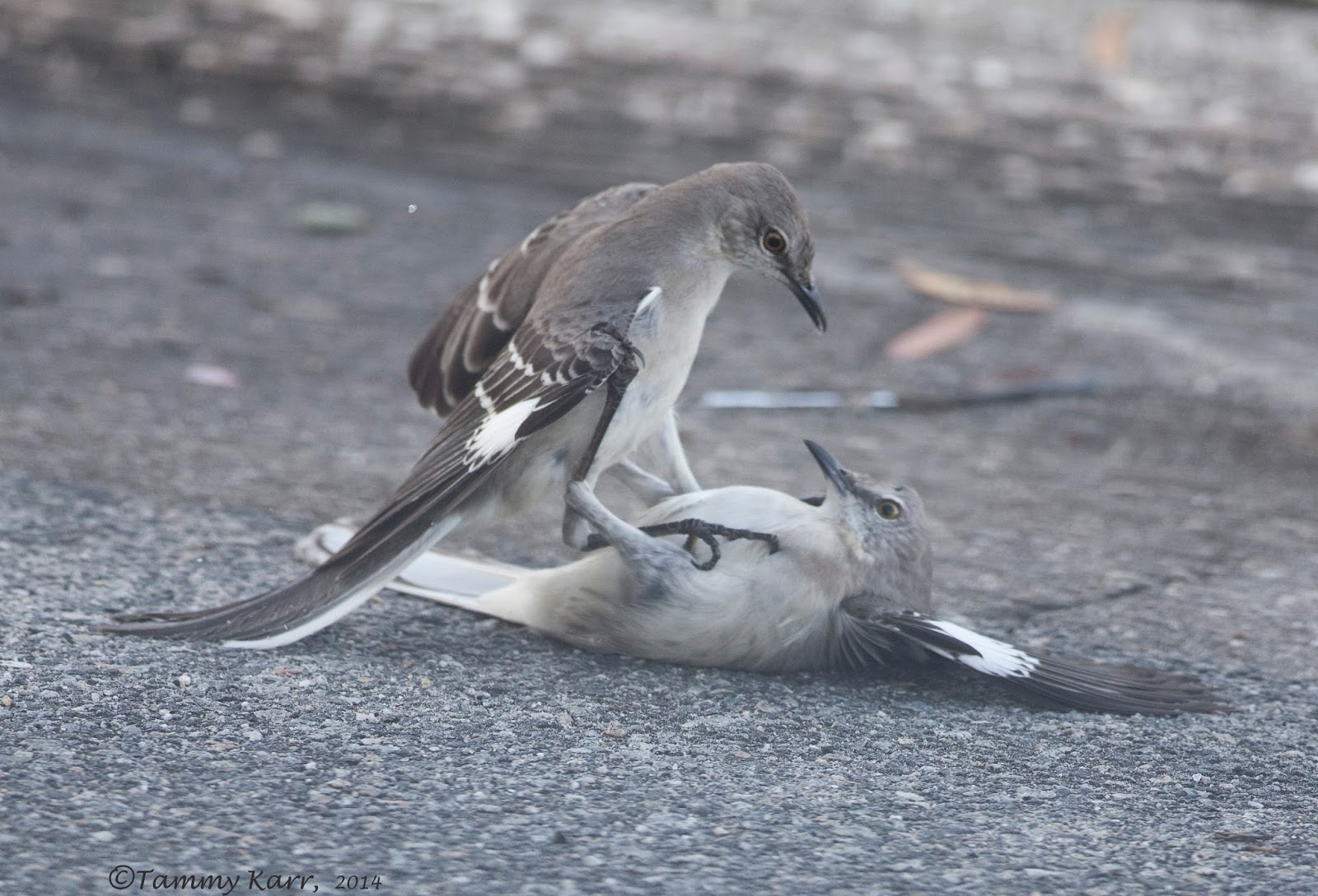 i heart florida birds