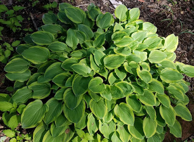 Future Plants by Randy Stewart: Hosta