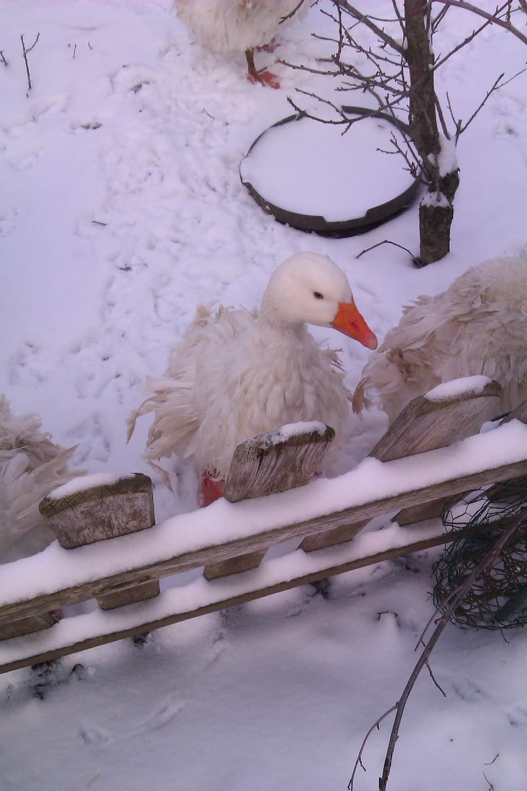 Frau Frieda: Ungarische Lockengänse