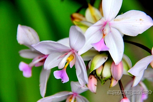 SUPERMENG MALAYA: Taman Bunga Raya Kuala Lumpur