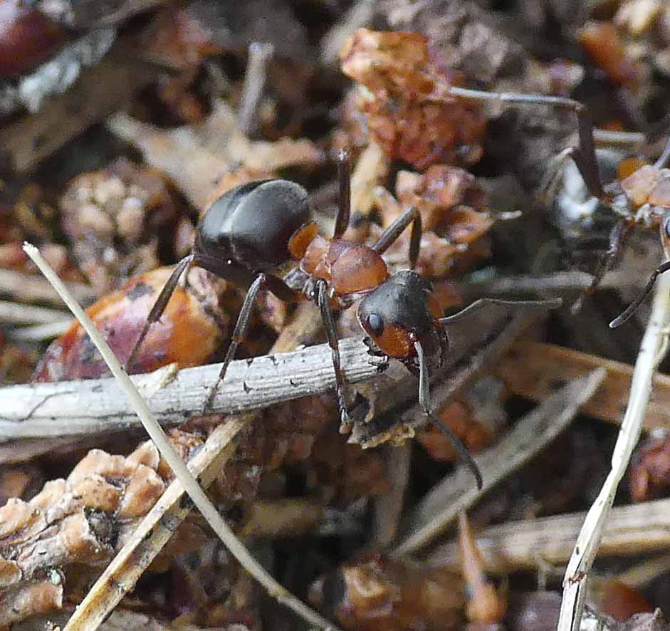 Insects of Scotland: Bees/Wasps/Ichneumons/Sawflies/Ants