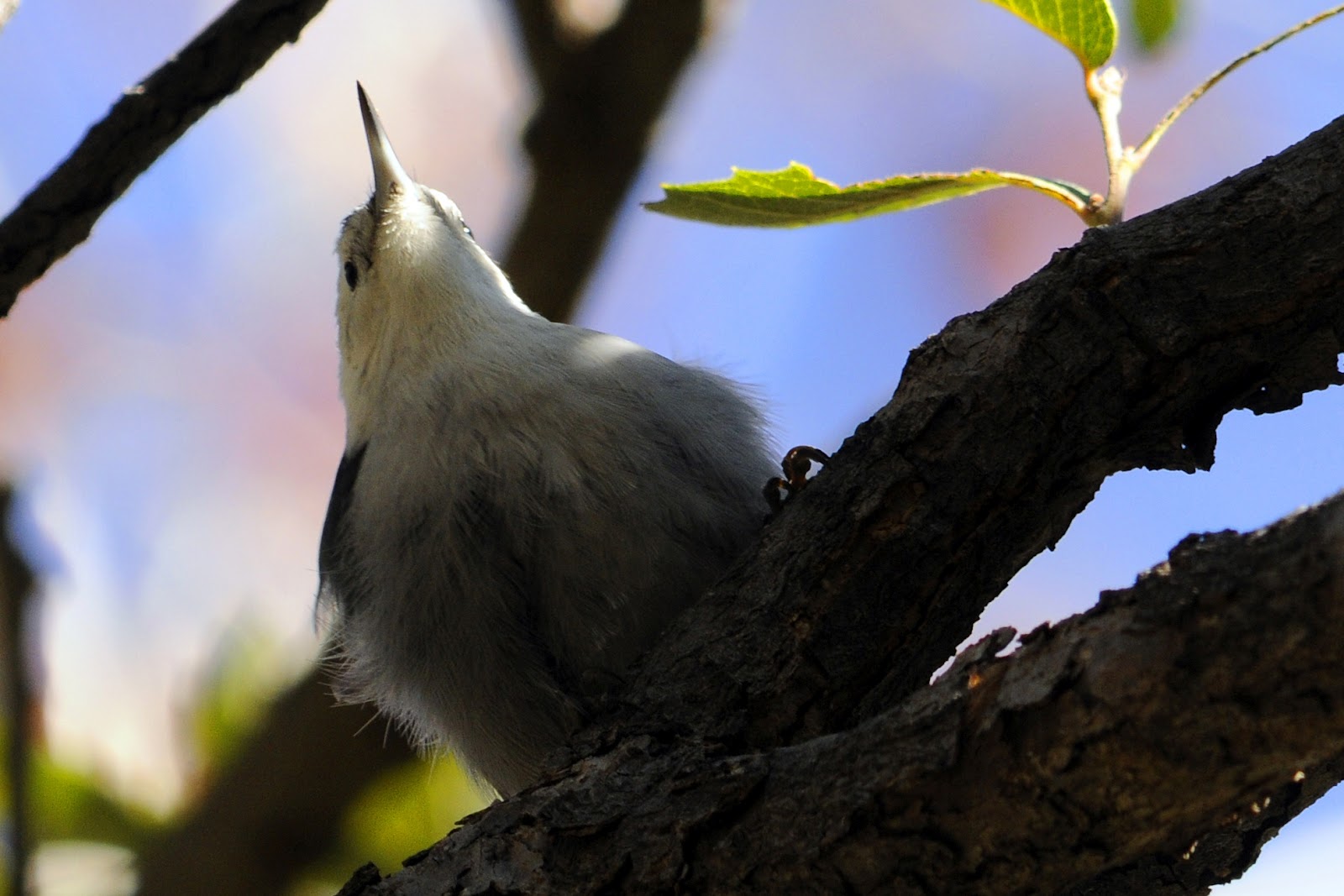 The Nature of Framingham: A Barking Bird!