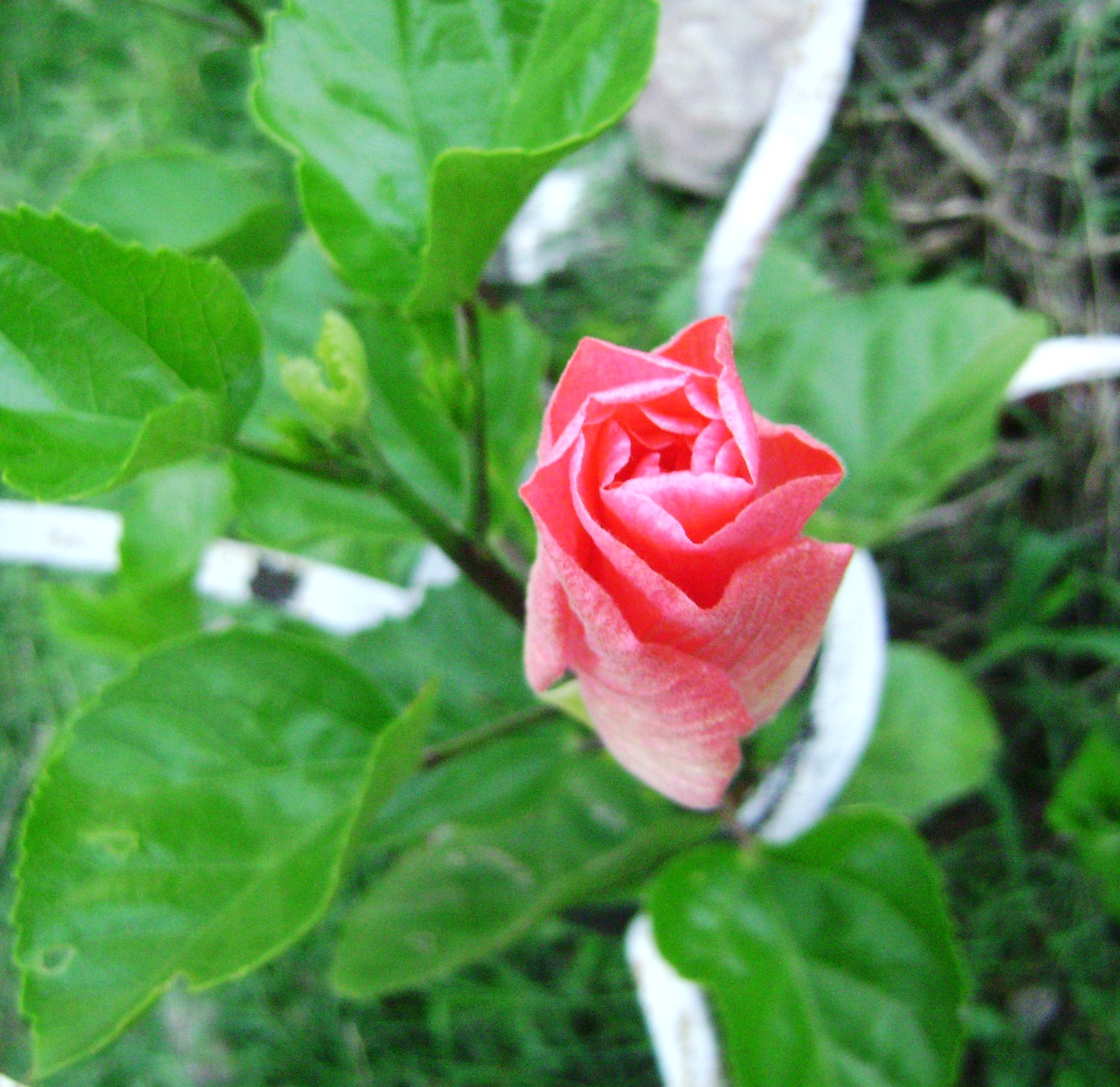 monojuguetero: pimpollo