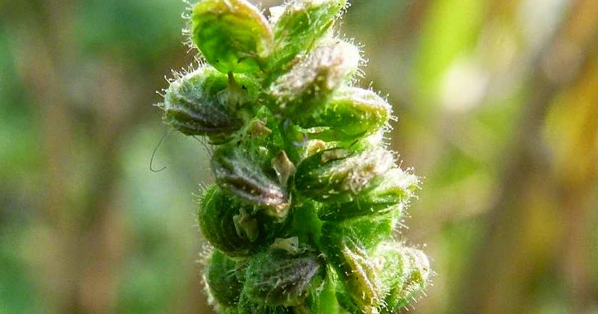 Medicinal Plants: Medicago lupulina, Black Medic, Luzerne lupuline