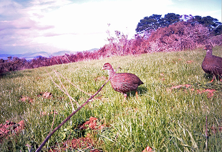 Remote Camera Trap - South Africa: Badger Busyness