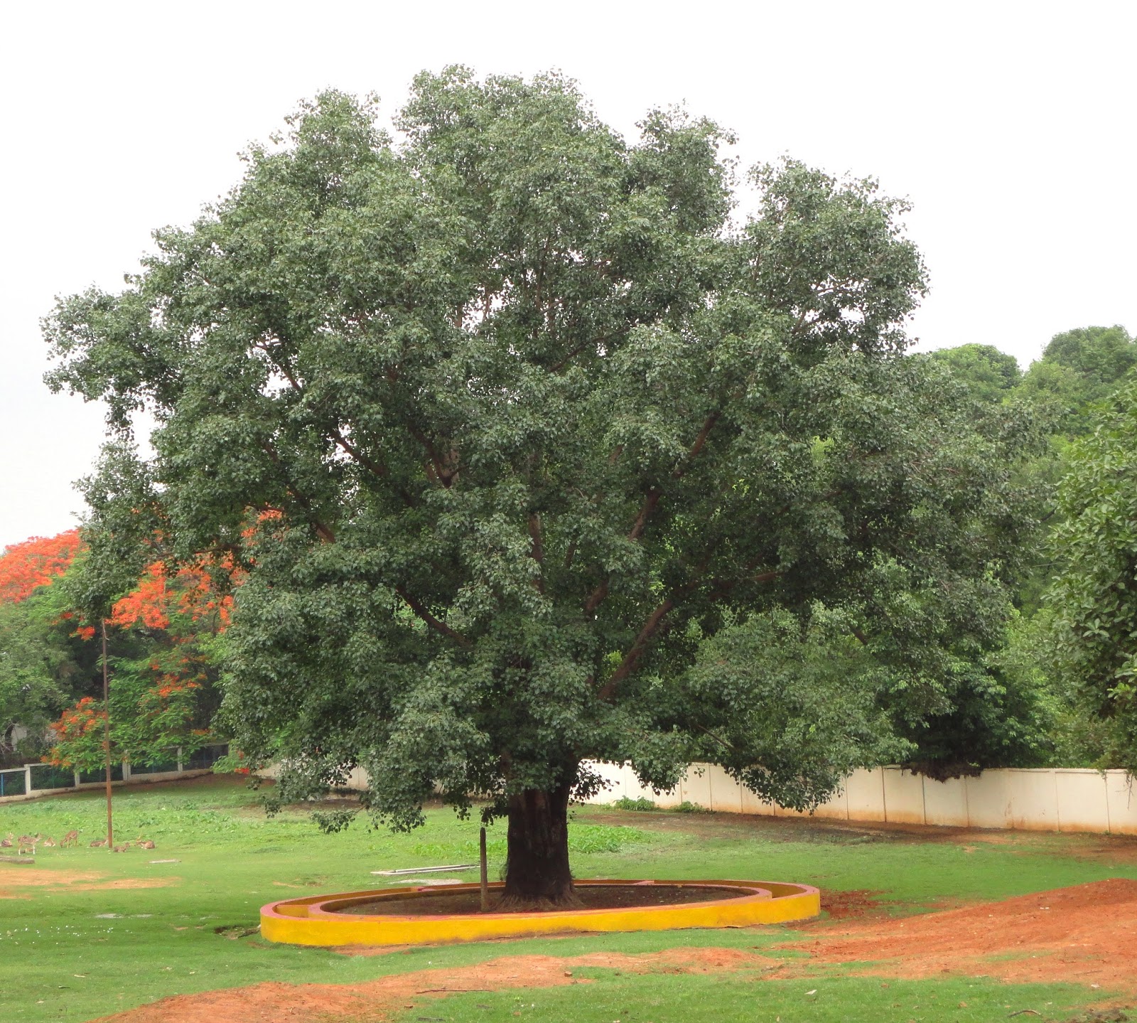 Ashoth, Bodhi tree, Ficus religiosa