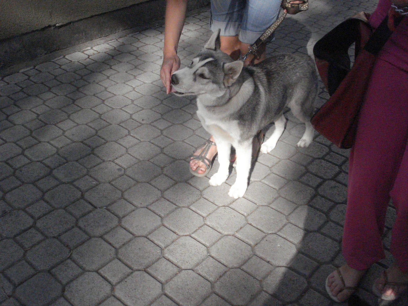 Sibirski haski: GALERIJA