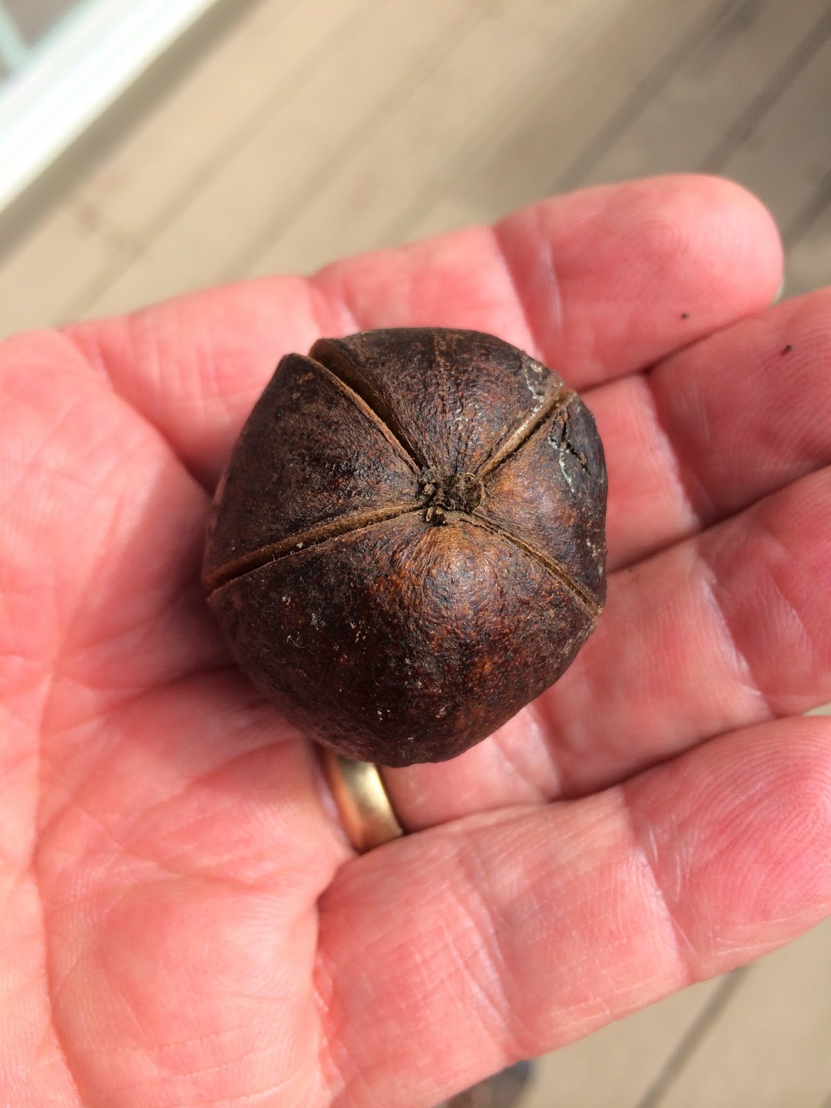 Trees of Santa Cruz County: Carya ovata - Shagbark Hickory