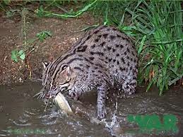 Fishing Cat Animals | Amazing Facts & Latest Pictures | All Wildlife ...