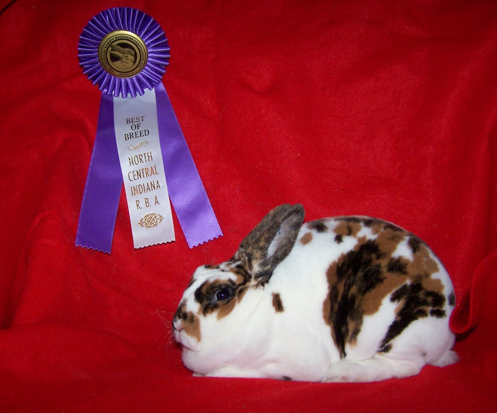 Virtual Tour: Our Farm: Bunnies, Bunnies and MORE Bunnies!