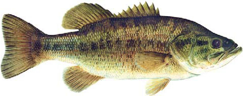 Adirondack Diver: Common Freshwater Fish in New York Part 1