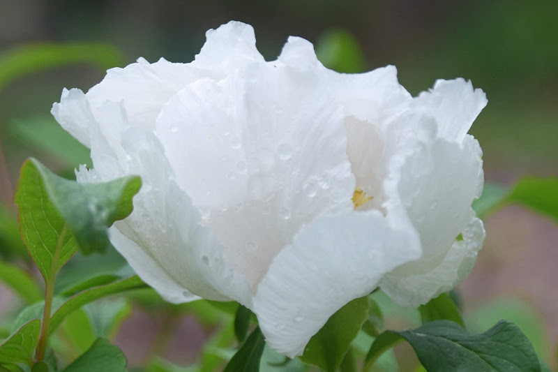Southern Peony: world