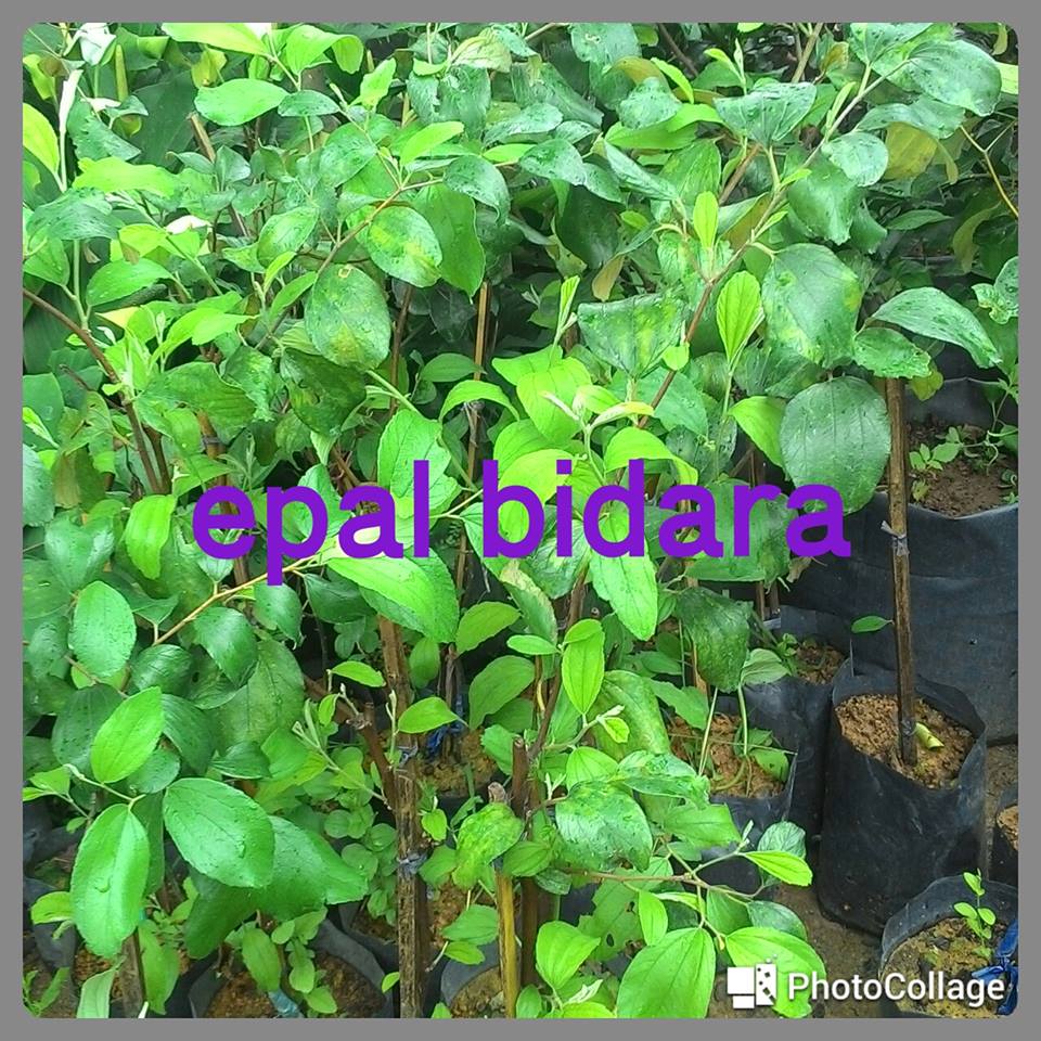 D'LAMAN HIJAU NURSERY: TANAM POKOK DALAM PASU