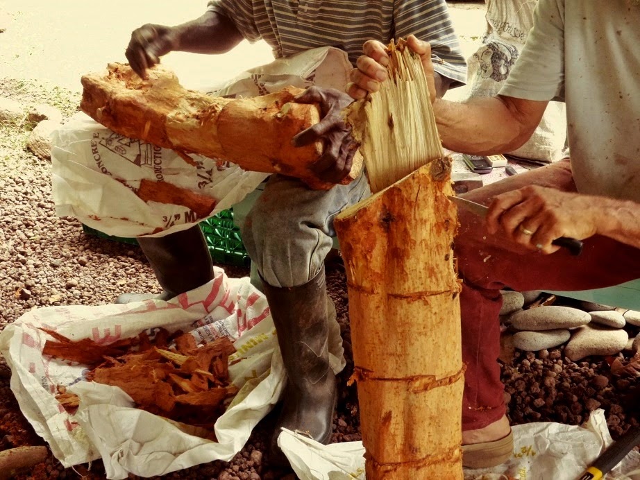 Cottage Life on Pilgrim's Farm: Harvesting Cinnamon on Pilgrim's Farm