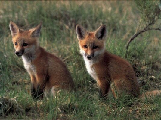 TİLKİ RESİMLERİ-Manzaralar