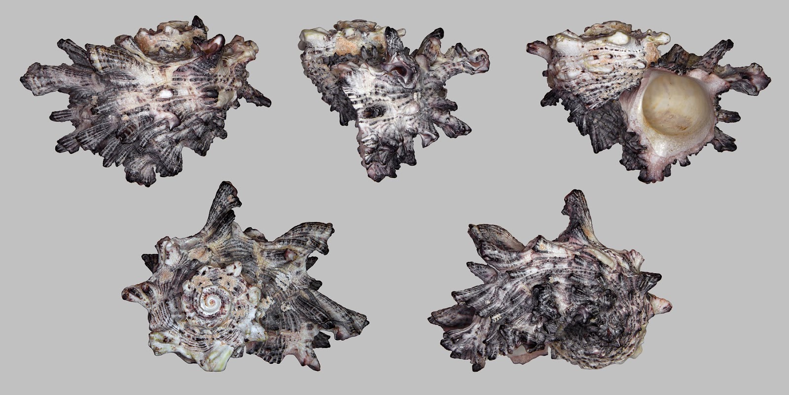 Real Monstrosities: Angaria