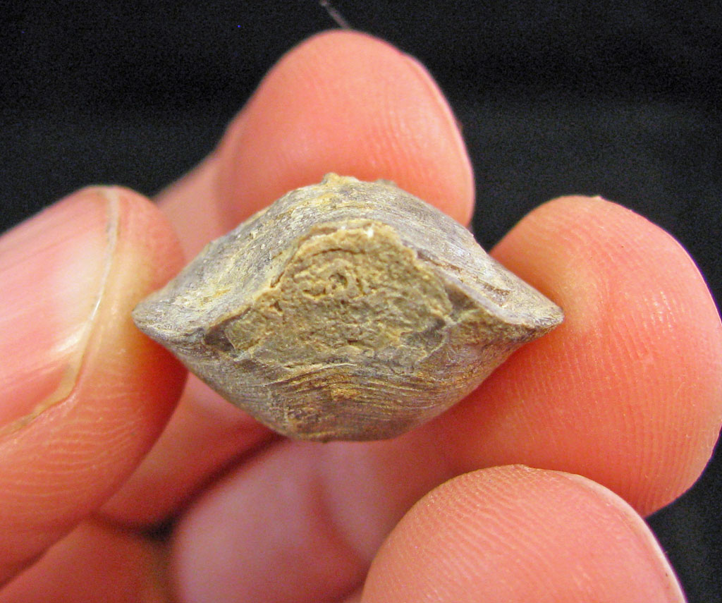 Views of the Mahantango: Athyris concentrica brachiopod from Eifel, Germany